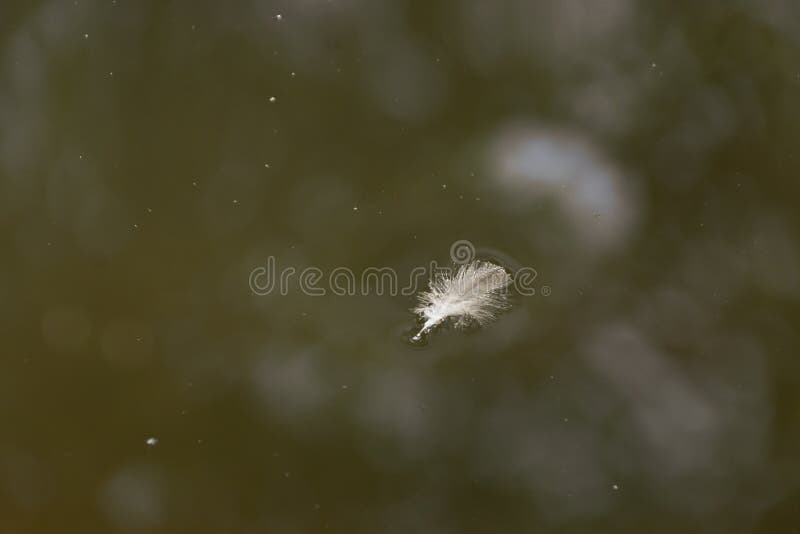 Floating feather stock photo. Image of texture, close - 254397170
