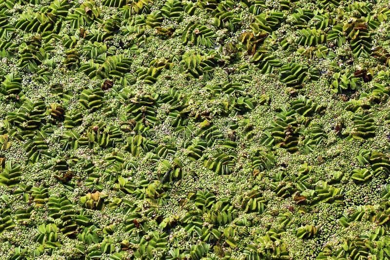 Floating Fern Salvinia Natans on Water Surface Stock Photo - Image of ...