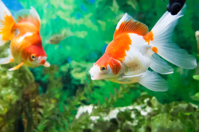 Floating Fishes in an Aquarium Stock Image - Image of gold, cute: 74902845