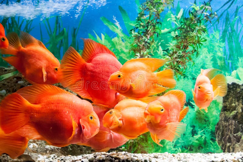 Floating Fishes in an Aquarium Stock Image - Image of gold, bowl: 74902879