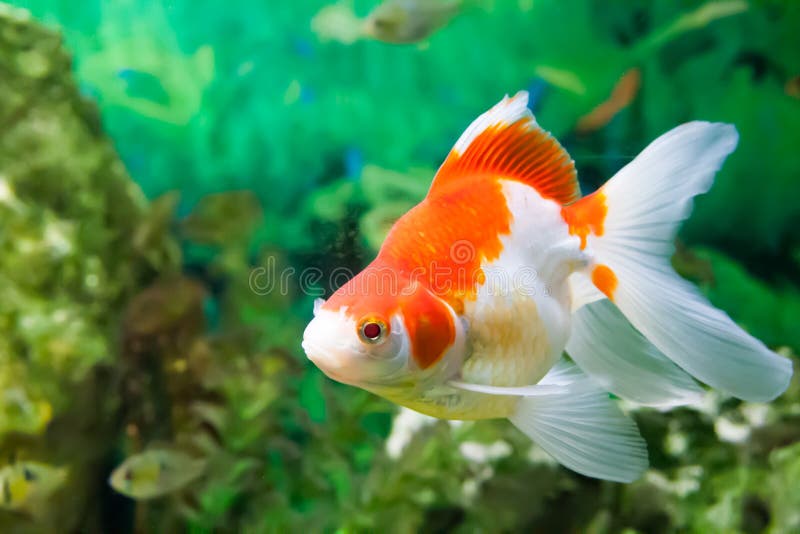 Floating Fishes in an Aquarium Stock Photo - Image of reef, bowl: 81199538