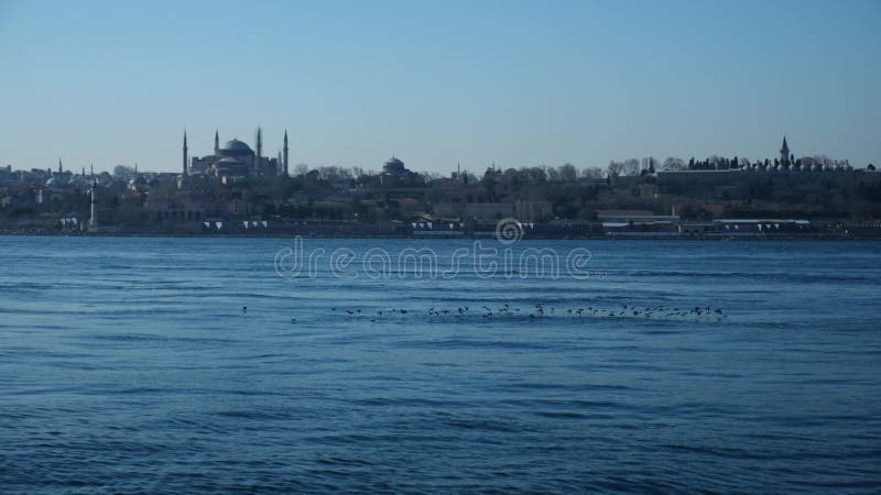Floating Flock of Shearwater in Two Time Slow Motion at the Bosphorus ...
