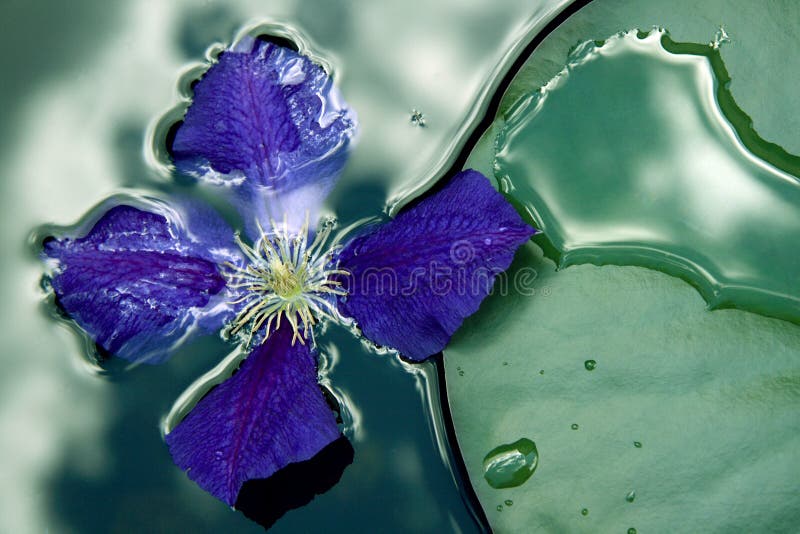 Floating flower stock image. Image of detail, senses, harmony - 9819209