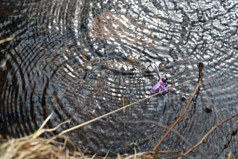 Floating Flower on Mountain Stream Stock Image - Image of saffron ...