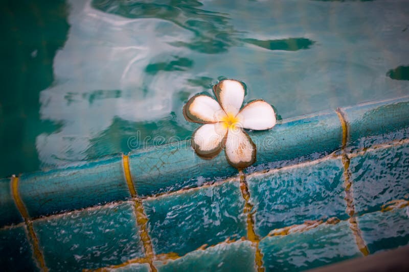 Floating Flower in Swimming Pool Stock Photo - Image of radar, relax ...