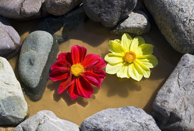 Floating flowers stock photo. Image of flower, macro - 11380488