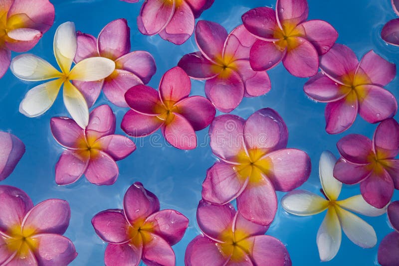 Floating Flowers stock image. Image of flower, tropical - 11517823