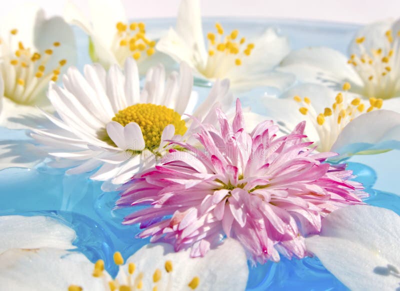 Floating Daisy Flowers stock photo. Image of inspire - 10723946