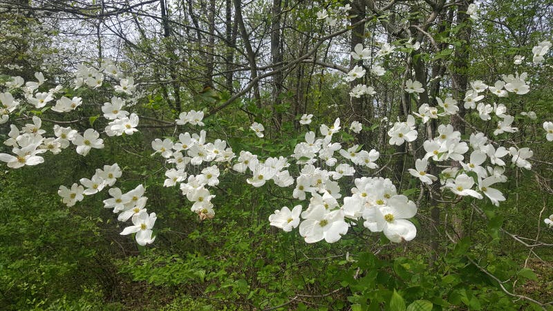 Floating Flowers in the Open Stock Photo - Image of flowers, pretty ...