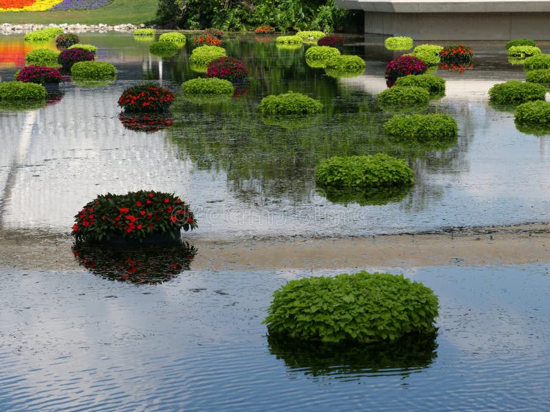 Floating Flowers in a Pond with Reflections Stock Photo - Image of ...