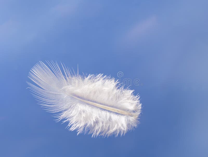 Floating Fluffy Feather - Weightless, Soft and Light Stock Image ...