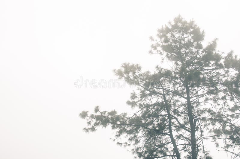 Floating fog stock photo. Image of blue, foggy, rural - 81099364