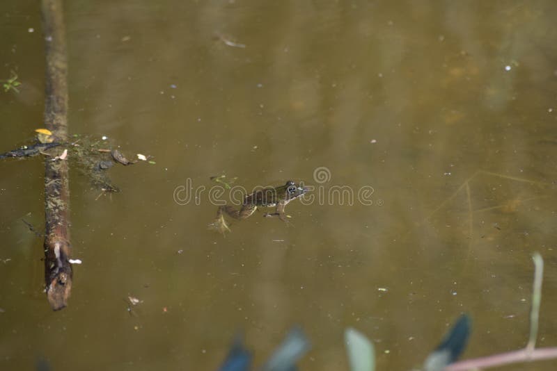 Floating frog stock photo. Image of nature, bullfrog - 73657926