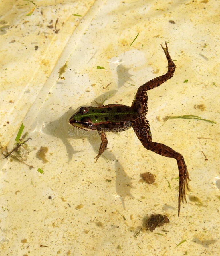 Floating frog stock photo. Image of nature, bullfrog - 73657926
