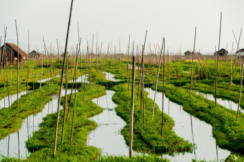 Floating Garden of Inle Lake Stock Image - Image of asia, burmese: 60907993