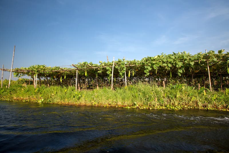Floating Gardens on Inle Lake, Myanmar Stock Photo - Image of lake ...