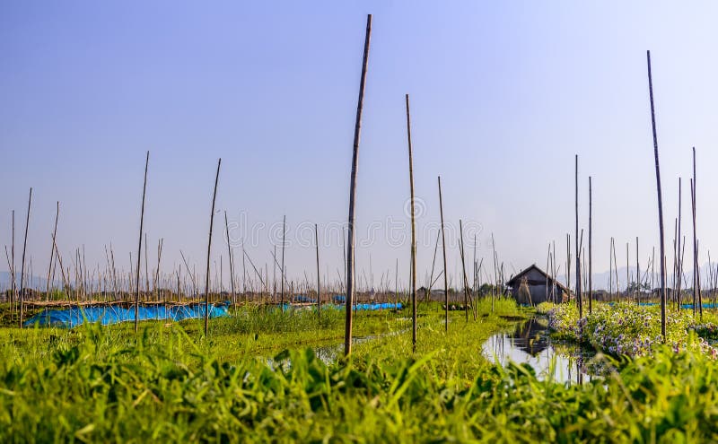 Floating Gardens, Inle Lake, Myanmar (Burma) Stock Image - Image of ...