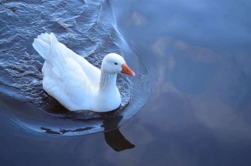 Floating Goose Picture. Image: 101373687