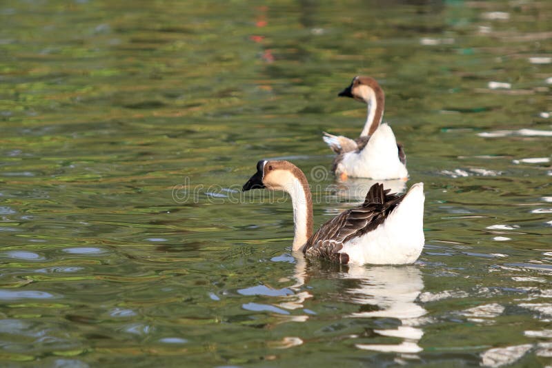 Floating goose stock photo. Image of wild, wildlife, nature - 59077572