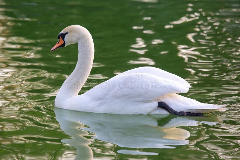 Floating Graceful White Swan on the Pond. Feathered Animals Birds Stock ...