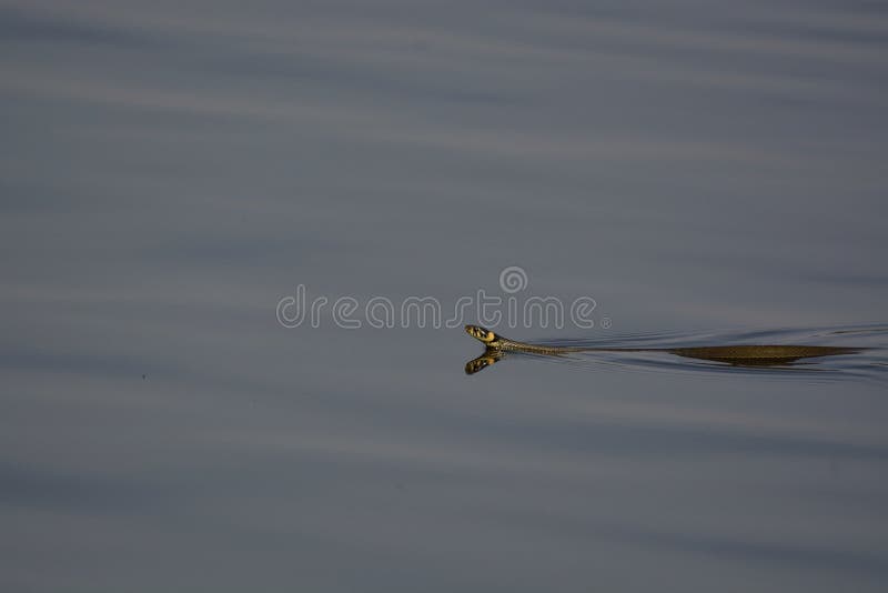 Floating grass snake stock image. Image of scales, lake - 114347281