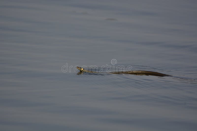 Floating grass snake stock image. Image of husk, hunter - 114347069