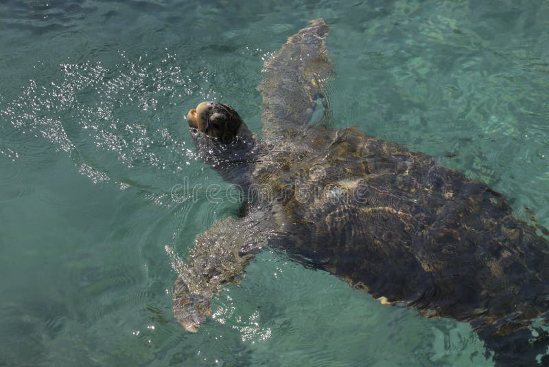 Floating in the Green Sea Turtle Stock Image - Image of closeup ...
