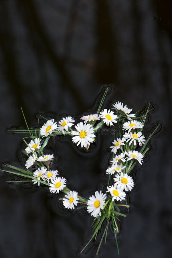 Floating heart stock image. Image of daisies, valentines - 40289051
