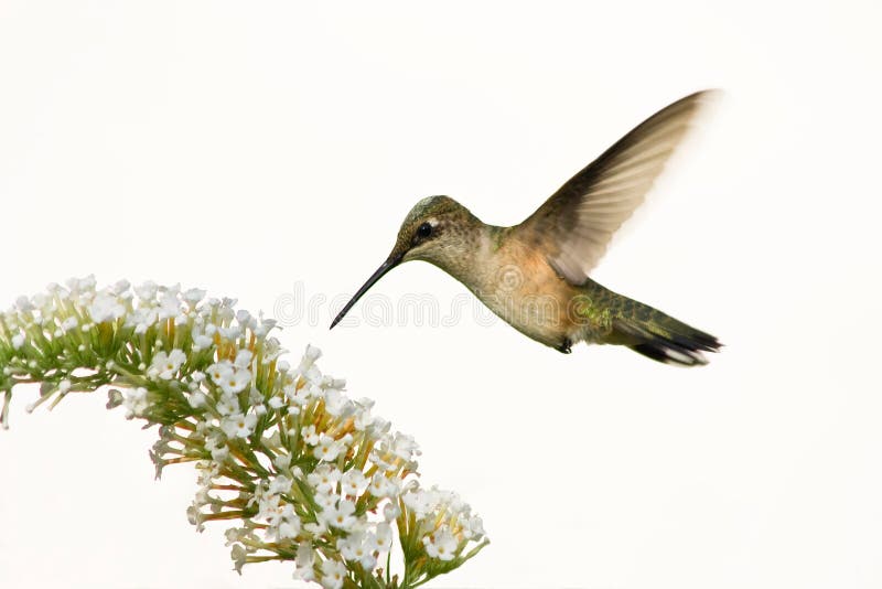 Feeding hummingbird stock photo. Image of mexico, rocky - 16171848