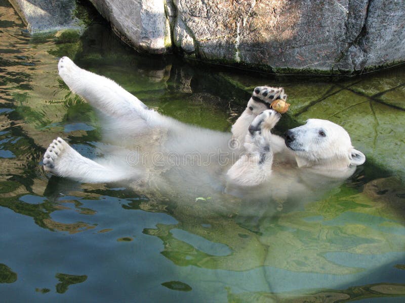 Floating ice bear stock image. Image of gray, swimming - 1480695