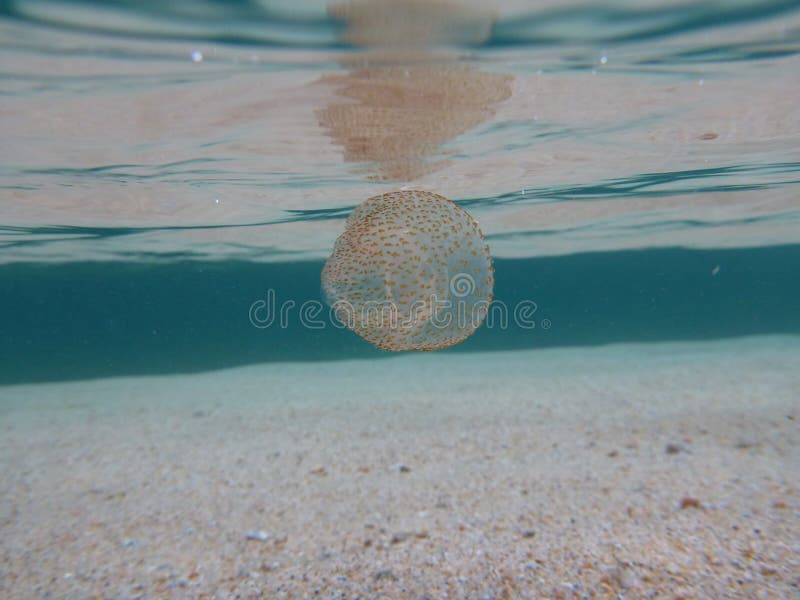 Cute Jellyfish Stock Photos - Download 645 Royalty Free Photos