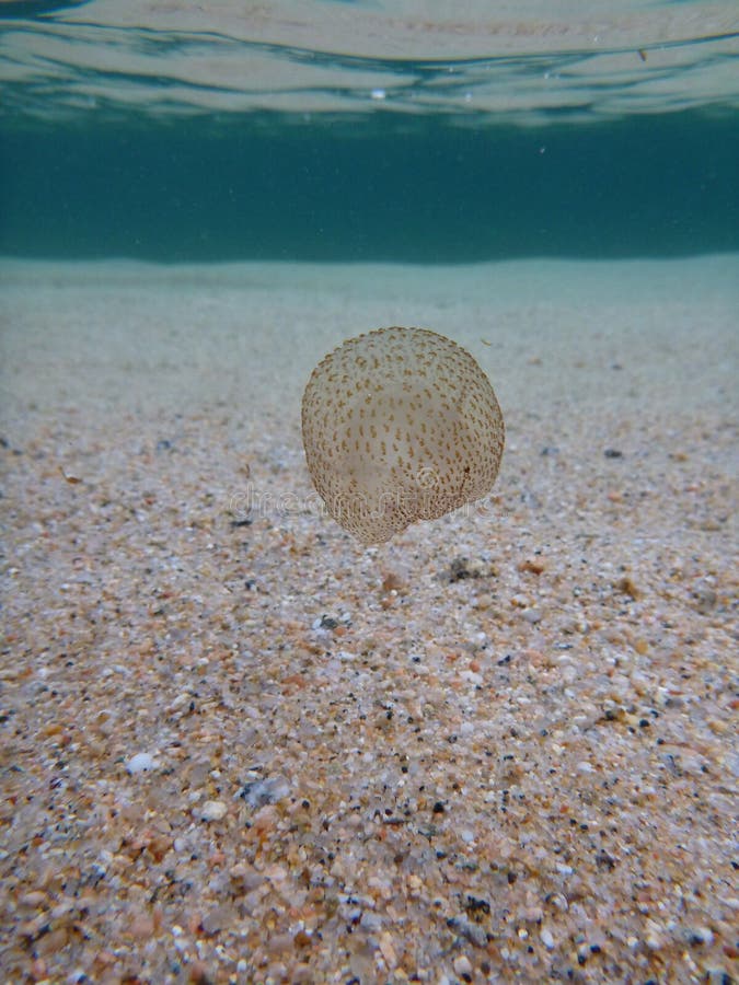 Jellyfish Bubbling Stock Photos - Free & Royalty-Free Stock Photos from ...