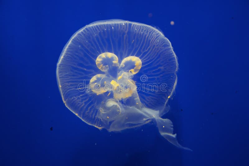 Floating Jellyfish stock photo. Image of scyphozoa, water - 153016174