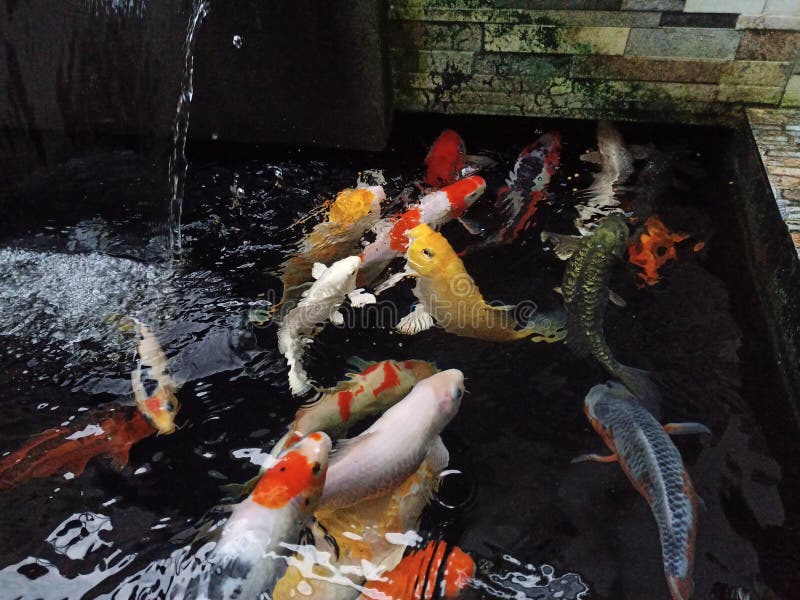 Floating Koi Fish in the Minimalist Pond Stock Photo - Image of fish ...