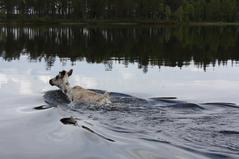 Floating on Lake deer. stock image. Image of trees, night - 74151211