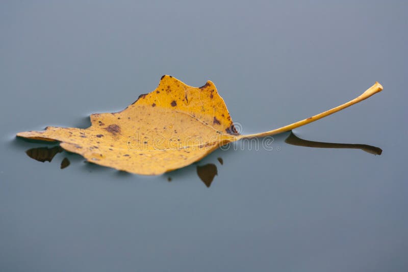 Floating leaf stock image. Image of orange, peace, seasonal - 35072267