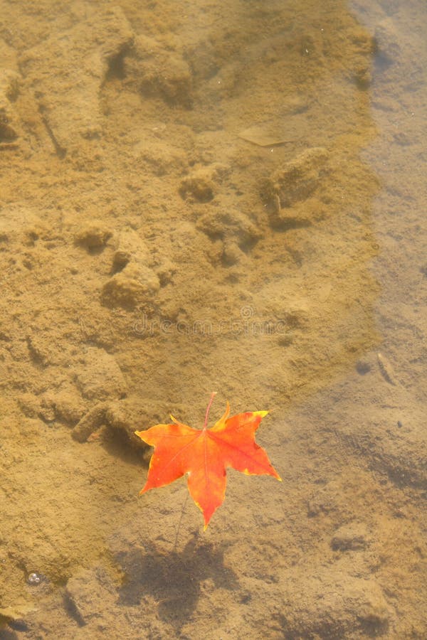 Floating Leaf stock image. Image of leaf, maple, fallen - 45917933