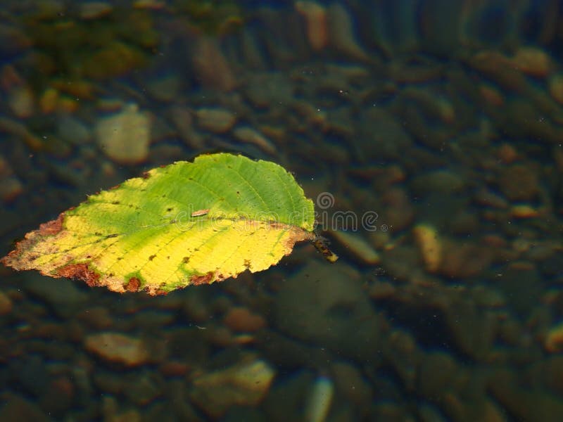Floating Leaf stock photo. Image of leaf, drifting, peaceful - 96646778