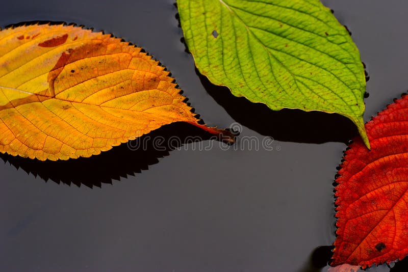 Floating leaves stock image. Image of green, calm, environment - 2465237