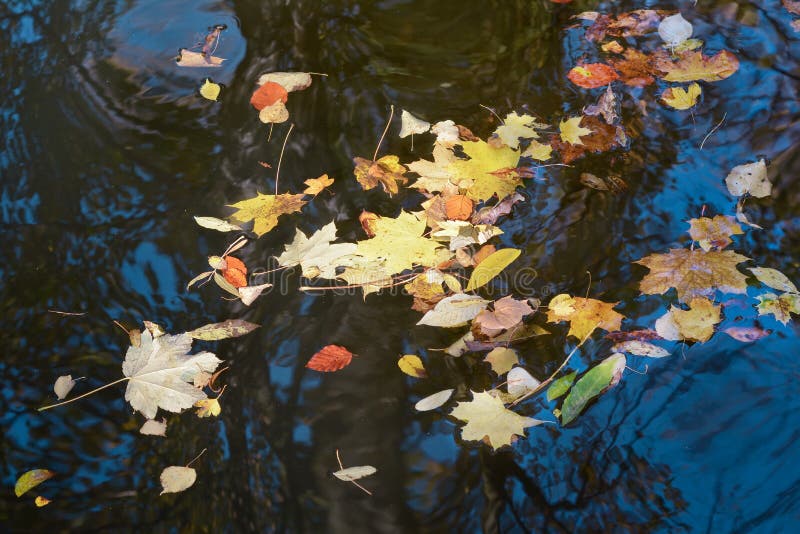 Floating Leaves in Autumn stock image. Image of peaceful - 34808541