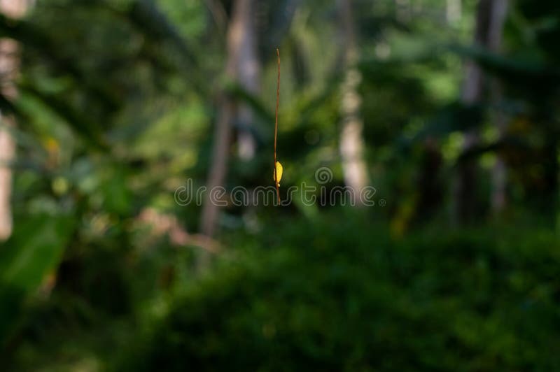 Floating leaves stock image. Image of twigs, floating - 141232815