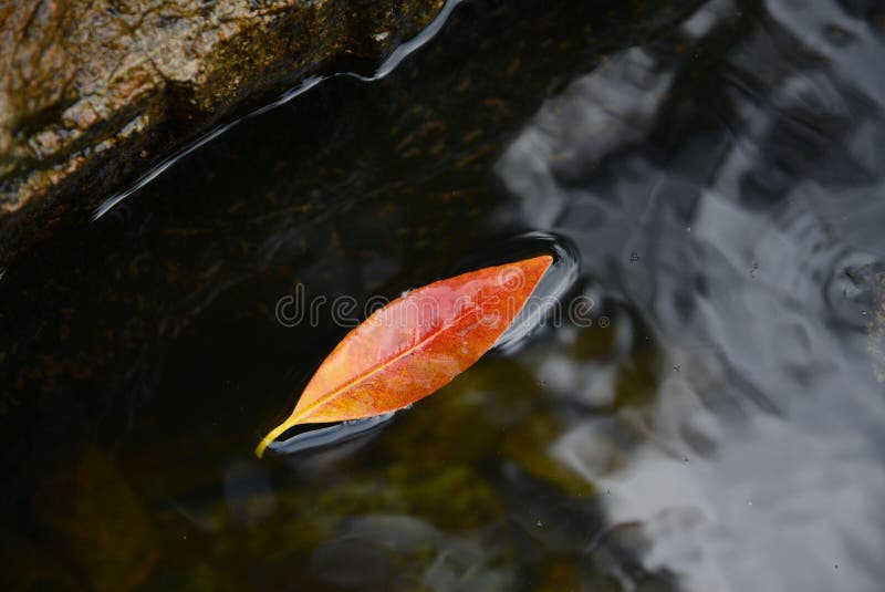 Floating leaves stock image. Image of pond, floating - 89454641