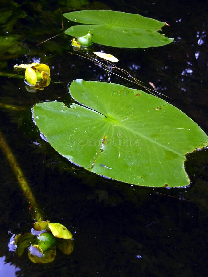 Fresh Leaves Spring Free Stock Photos & Pictures, Fresh Leaves Spring ...