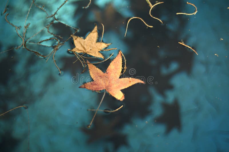 Floating leaves stock photo. Image of ponds, float, colorful - 54653724