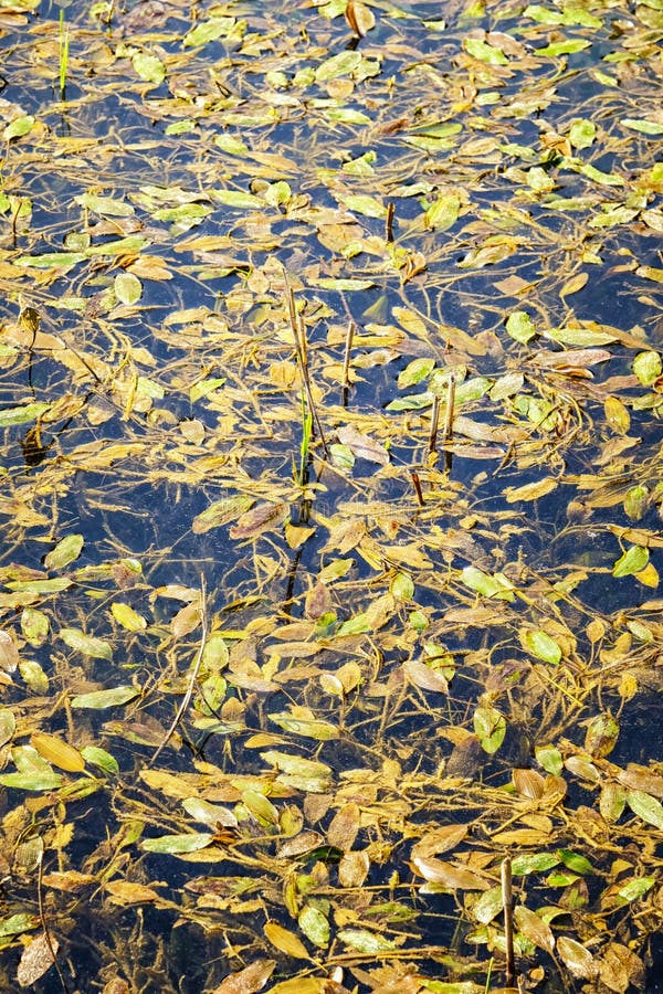 Floating Leaves on Water Surface Stock Photo - Image of dirt, beautiful ...