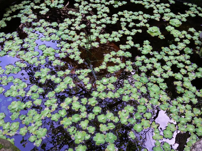 Floating lilys stock image. Image of lilys, small, pond - 89019245