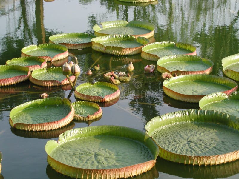 Floating lotus stock image. Image of flowers, leaves, plants - 186209