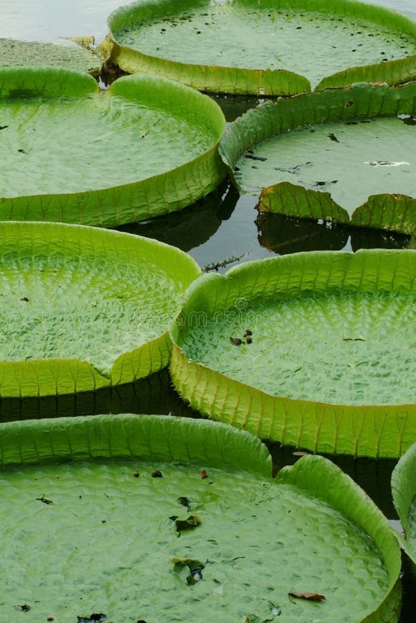 Floating lotus stock photo. Image of lilly, flora, greenhouse - 7276492