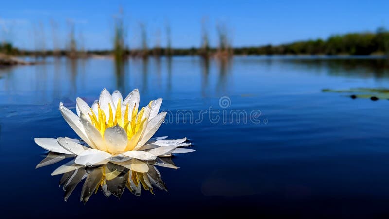 Floating Lotus flower stock image. Image of reflection - 244901273