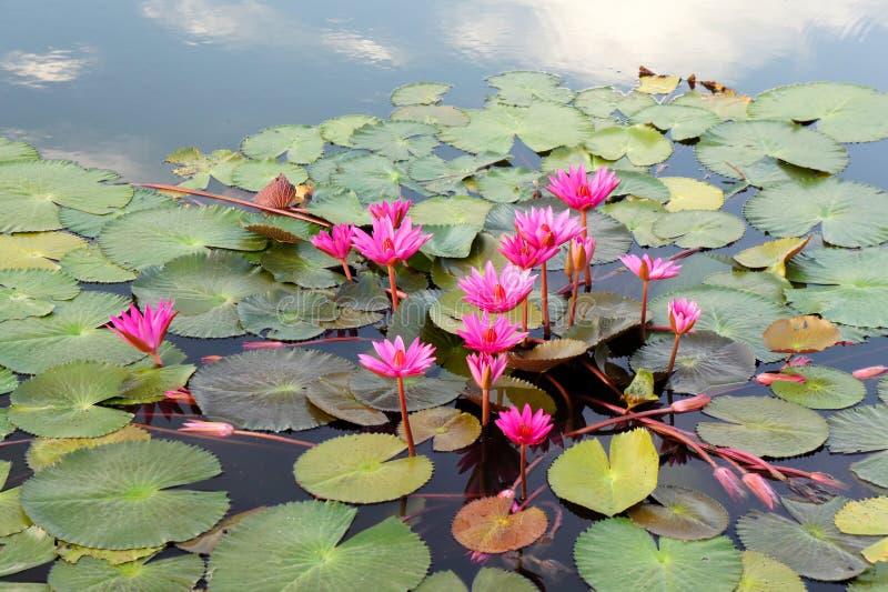 Floating of lotus flower stock image. Image of botany - 24830369
